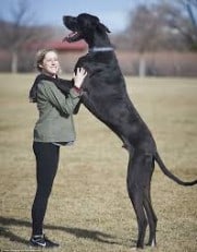 Graden Dog Price In India in 2022 | Best Guide, Lifespan