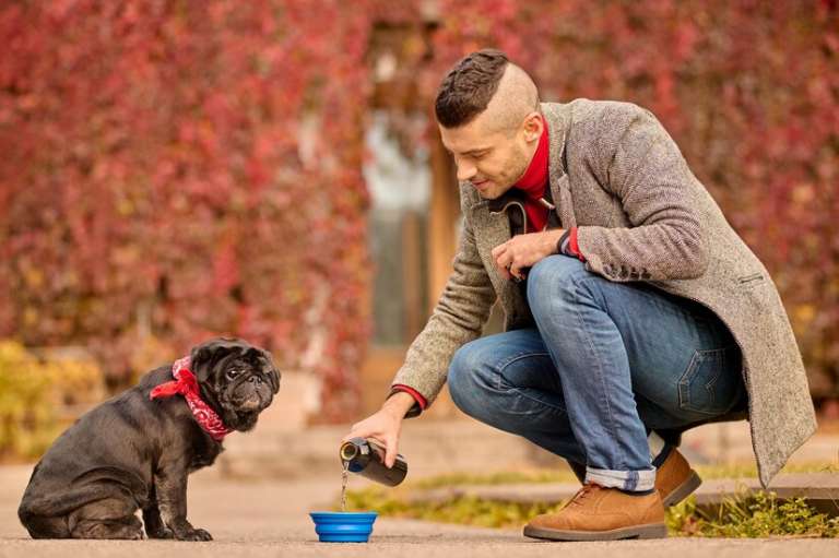 How to be a Good Dog Owner - Tips from a Professional Dog Trainer